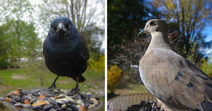 This Woman Photographs Her Daily Visitors With A Bird Camera, And The ...