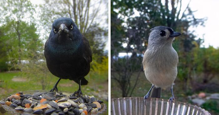 This Woman Photographs Her Daily Visitors With A Bird Camera, And The ...