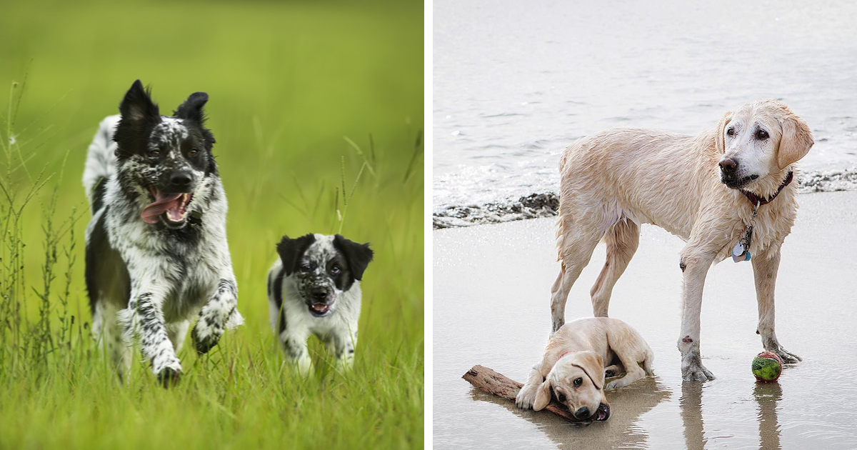 “Seeing Double Edits”: 21 Animals Meet Their Younger Selves In Adorable ...