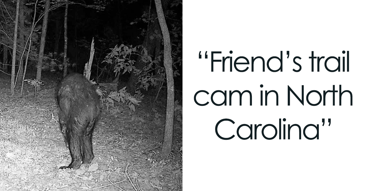 30 Creepy Trail Cam Pics That People Just Had To Share With The World ...