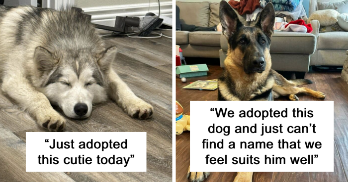 50 Times People Adopted Pets From A Shelter And It Was Their Best ...