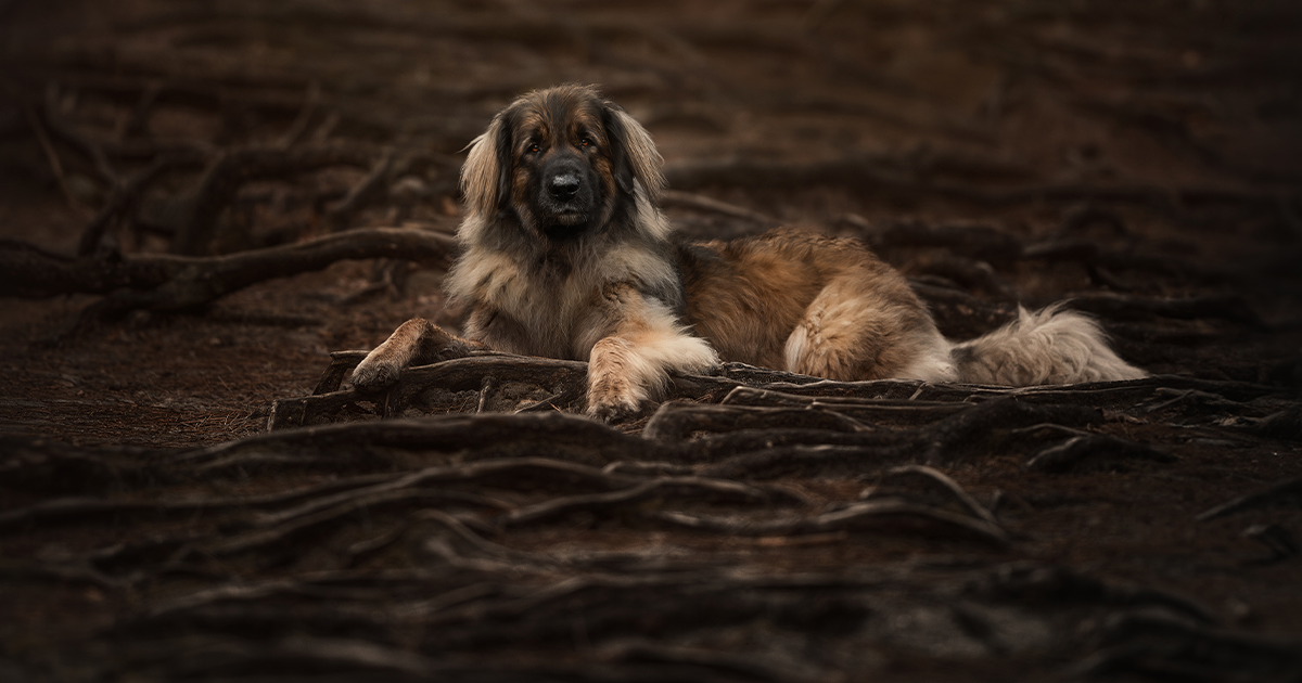 I’m A Dog Photographer And These Are 22 Stunning Dogs I Captured In ...