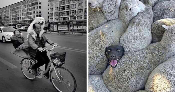 This Account Shares Amusing Street Photos—And Here Are The 35 Best Dog ...