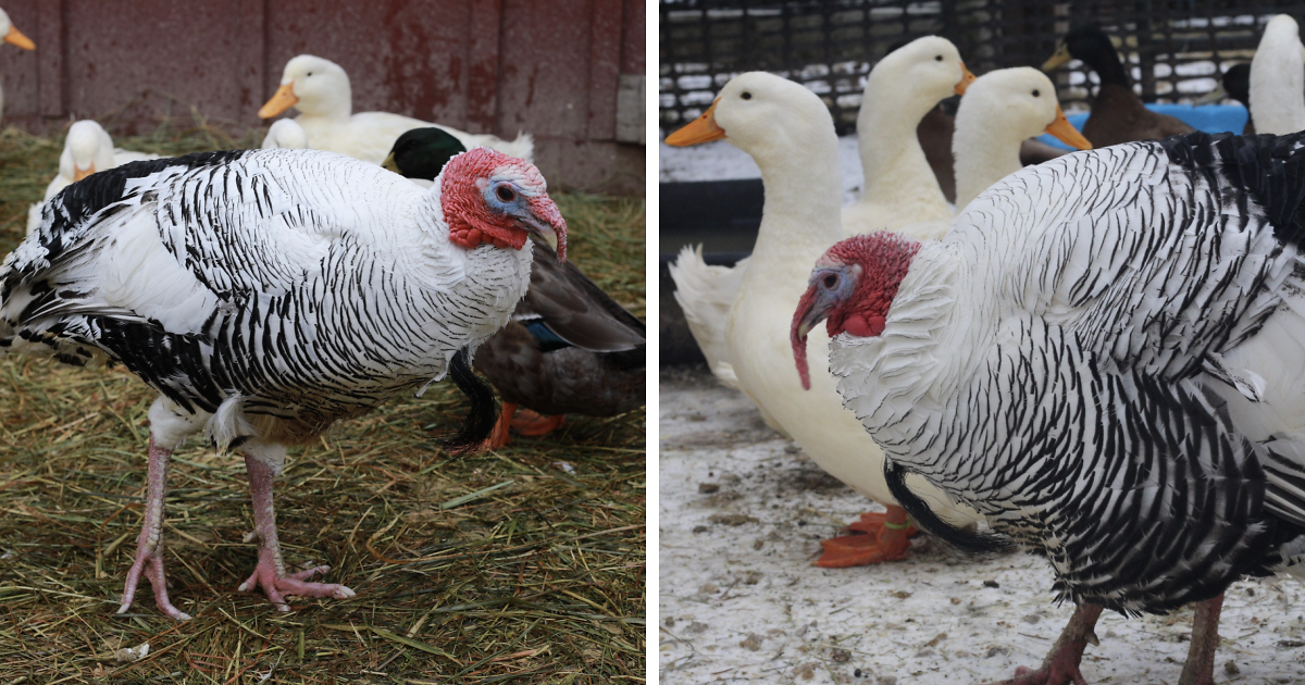 Meet The Turkey Who Thinks He’s A Duck | Bored Panda