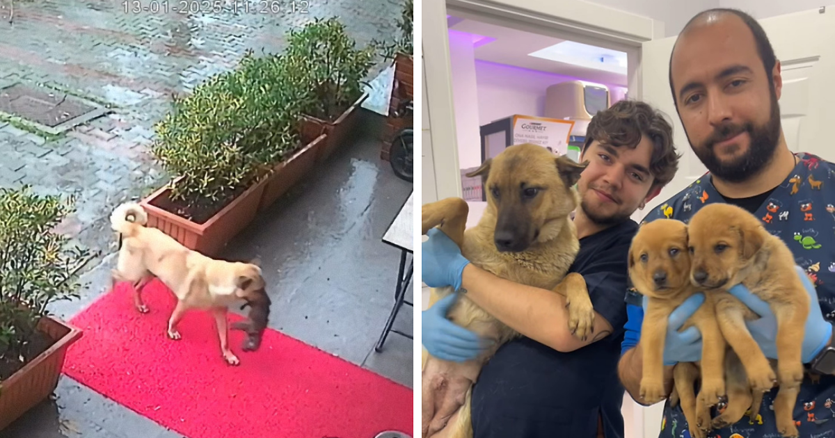 Stray Dog Carries Her Sick Puppy To The Vet On Her Own, Trusting Humans ...