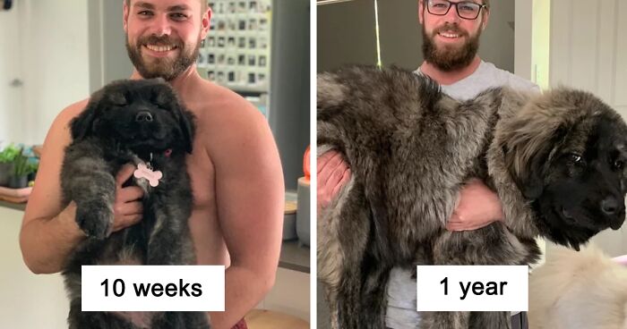 50 Proud Owners Share Their Dog’s Wholesome Transformation From Puppy ...