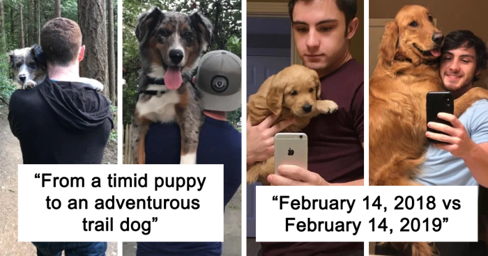 50 Proud Owners Share Their Dog’s Wholesome Transformation From Puppy ...