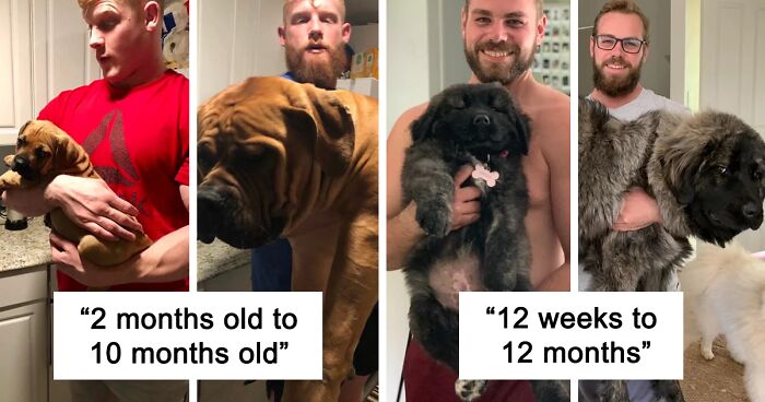 50 Proud Owners Share Their Dog’s Wholesome Transformation From Puppy ...