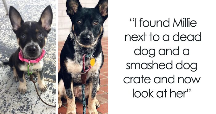 50 Proud Owners Share Their Dog’s Wholesome Transformation From Puppy ...