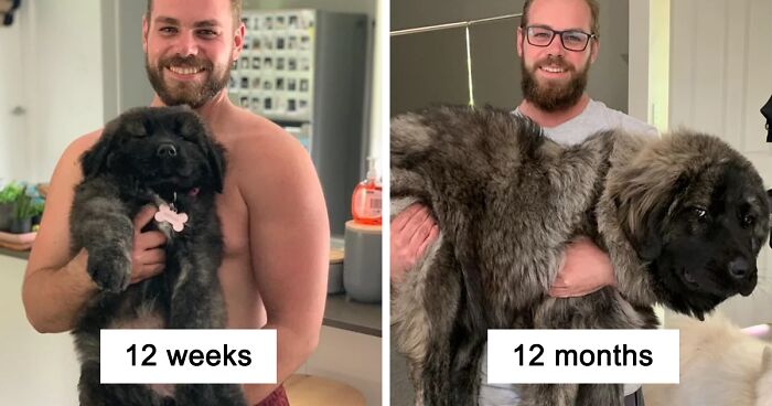 50 Proud Owners Share Their Dog’s Wholesome Transformation From Puppy ...