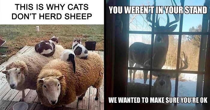 50 Funny Memes That Show Why Country Living Isn’t As Peaceful As You ...