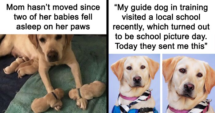 50 Adorable Memes That Prove Dogs Are From A Whole Other Planet | Bored ...