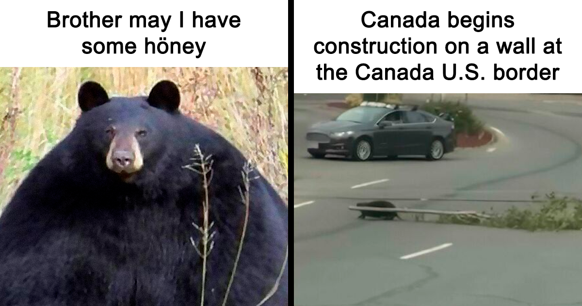 50 Times Animals Were So Unintentionally Hilarious, They Were Turned ...