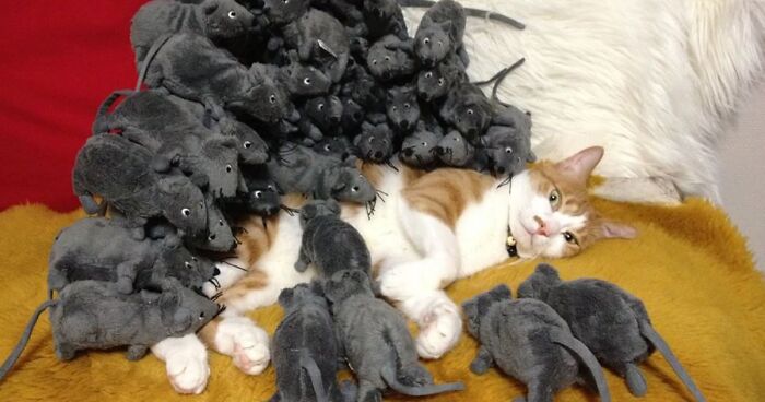 32 Ameowsing Pics Of Stuff On Cats That Might Make You An Instant Fan ...