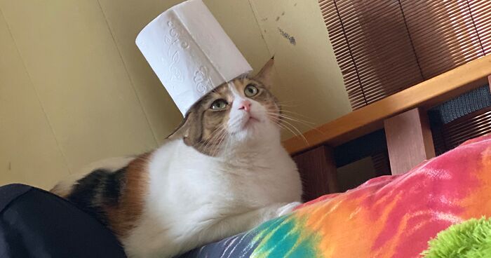 32 Ameowsing Pics Of Stuff On Cats That Might Make You An Instant Fan ...