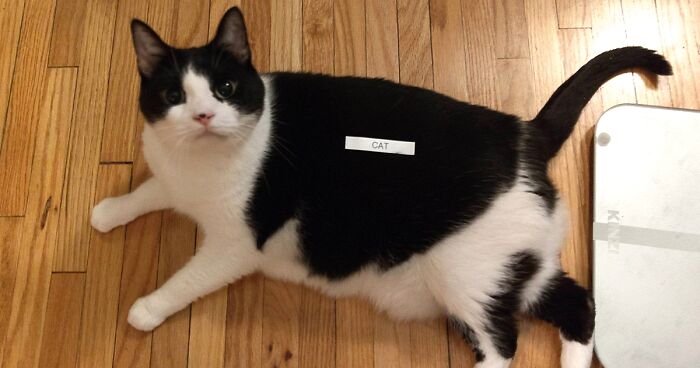 32 Ameowsing Pics Of Stuff On Cats That Might Make You An Instant Fan ...