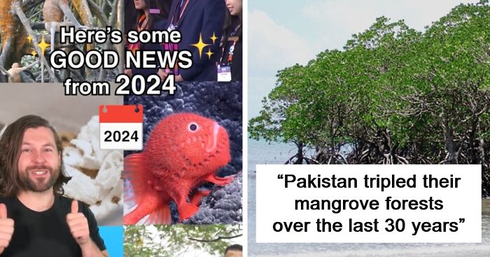 12 Of The Most Uplifting Pieces Of News From 2024 For Those Who Are Fed ...