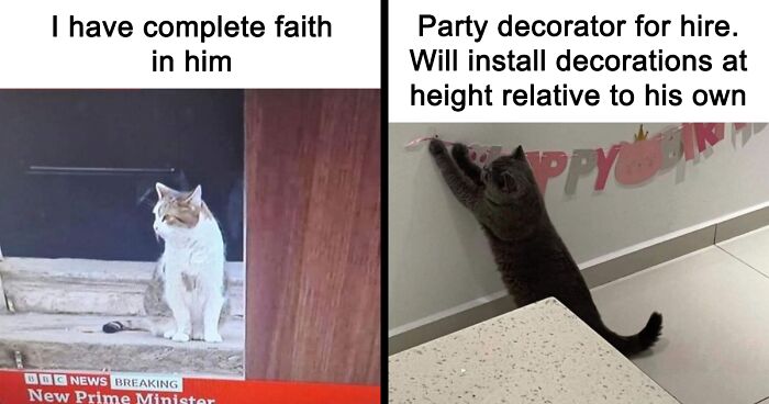 36 Funny And Furry Pics Of Cats Who Aren’t Afraid Of A Hard Day’s Work