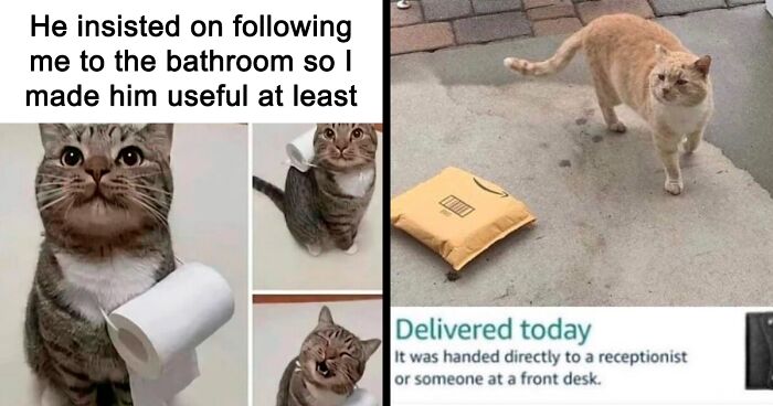 36 Funny And Furry Pics Of Cats Who Aren’t Afraid Of A Hard Day’s Work