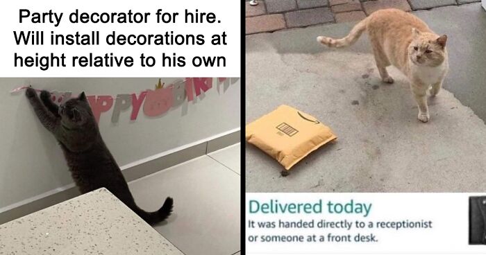 36 Funny And Furry Pics Of Cats Who Aren’t Afraid Of A Hard Day’s Work