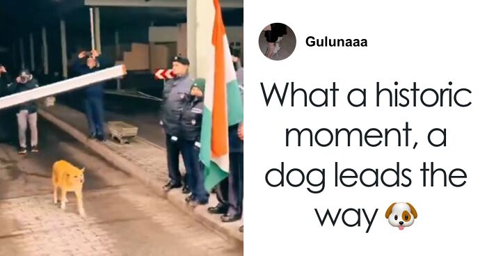 Guards Break Into Applause As Adorable Stray Dog Becomes First To Cross ...
