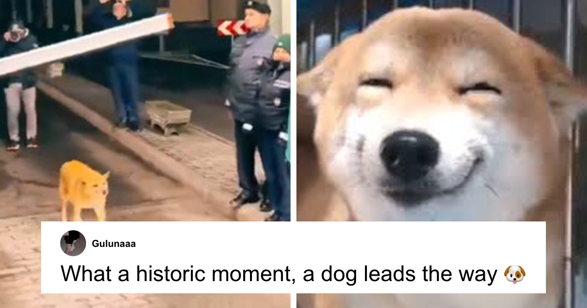 Guards Break Into Applause As Adorable Stray Dog Becomes First To Cross ...
