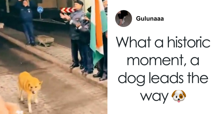 Guards Break Into Applause As Adorable Stray Dog Becomes First To Cross ...