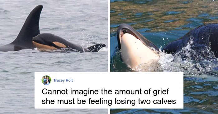Another “Devastating” Loss For Orca Mom Who Carried Lifeless Calf For ...