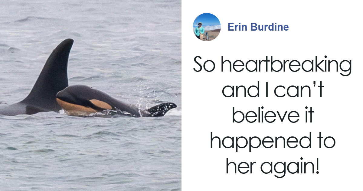 Another “Devastating” Loss For Orca Mom Who Carried Lifeless Calf For ...