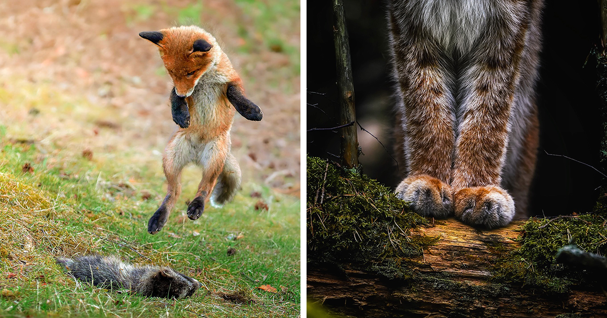 30 Beautiful Wildlife Photographs By Finnish Photographer Ossi Saarinen ...