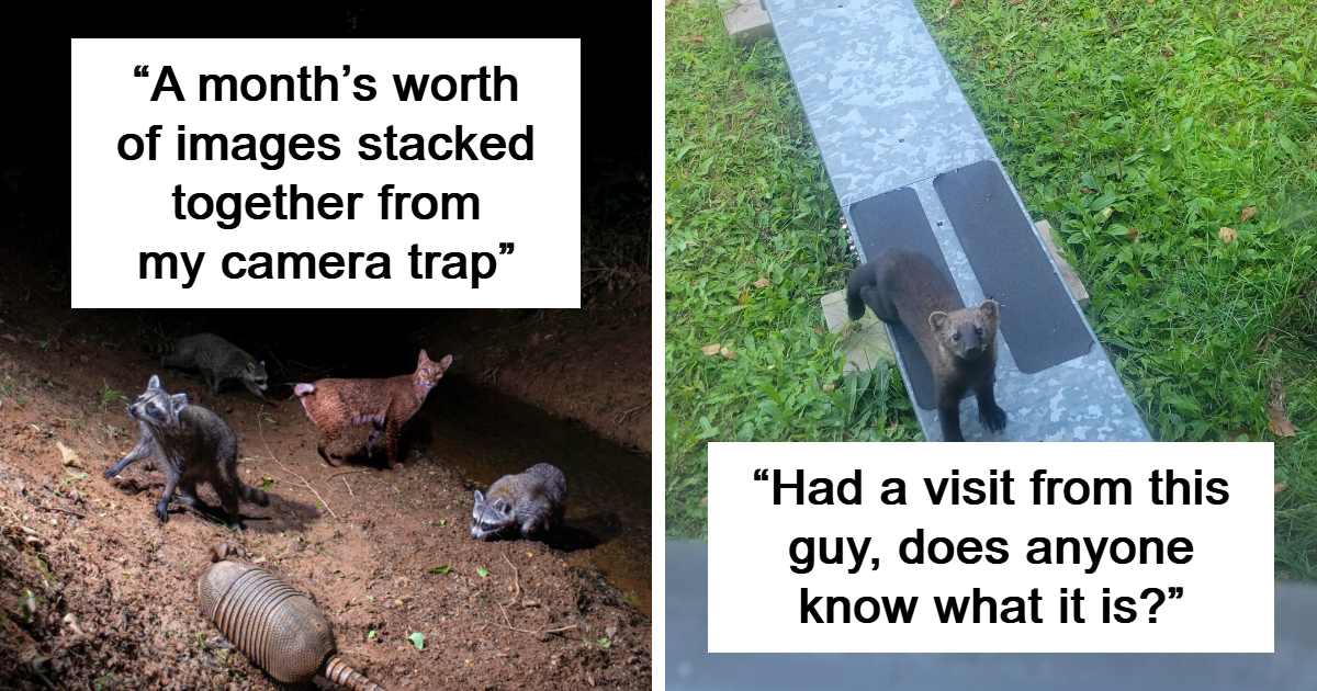 30 Stunning Wildlife Pics To Show You How Amazing Nature Is | Bored Panda