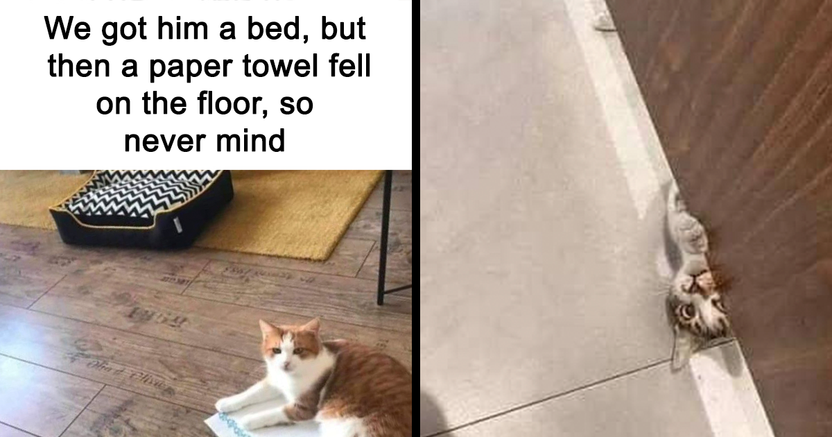 Developer Cat Memes Interview Cat Memes & GIFs Imgflip