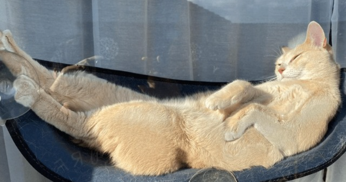 Feline Lovers Assemble: Here Are 45 Funny Pics Of Cats On Glass That ...