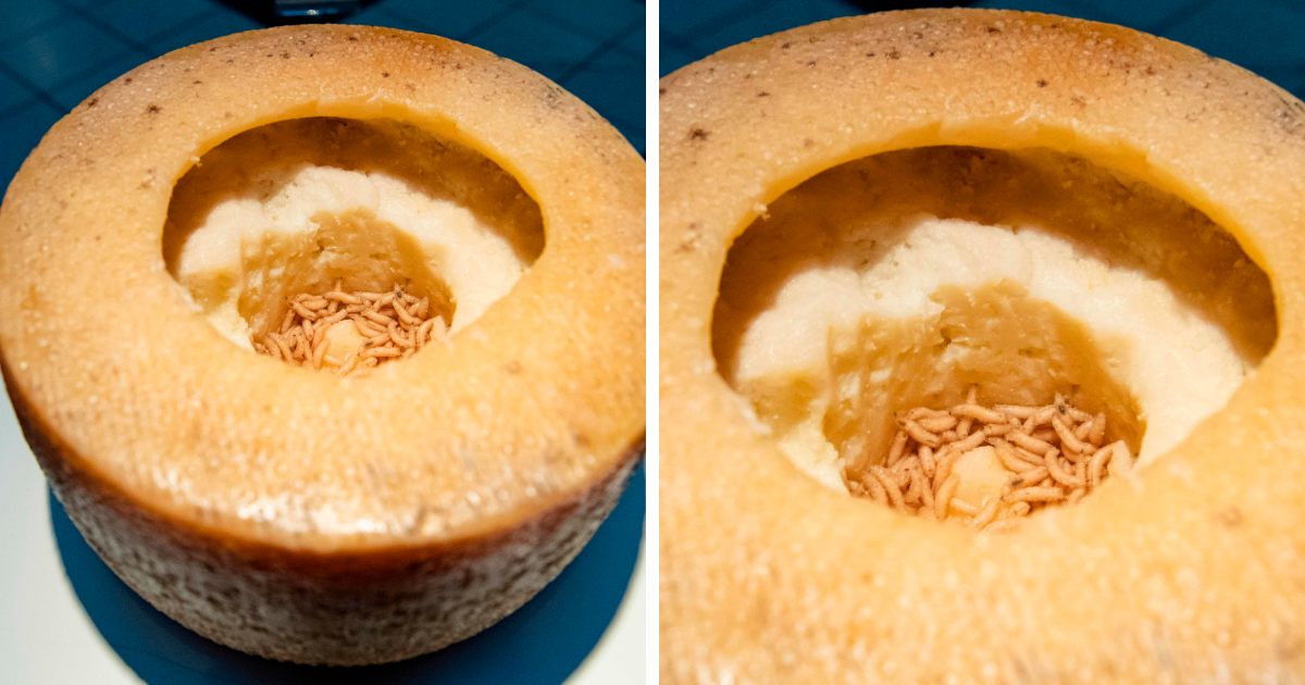 Forbidden Cheese: This Is The Most Dangerous Cheese In The World, Would ...