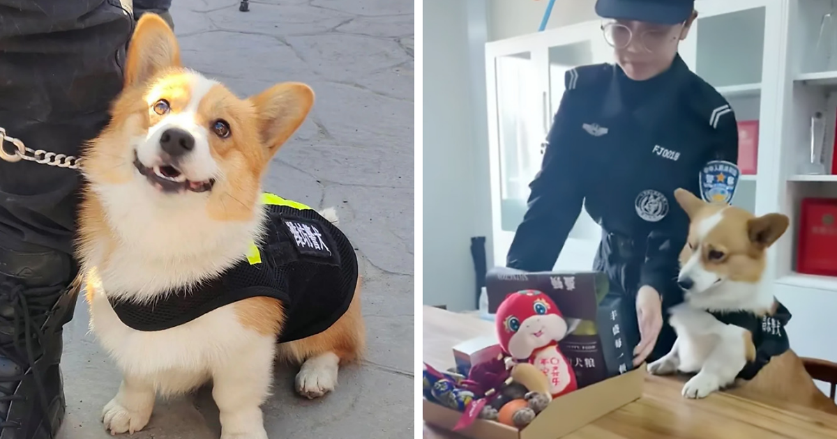 “This Is Cruelty!”: Outrage After Corgi Police Dog Gets ‘Punished’ For ...