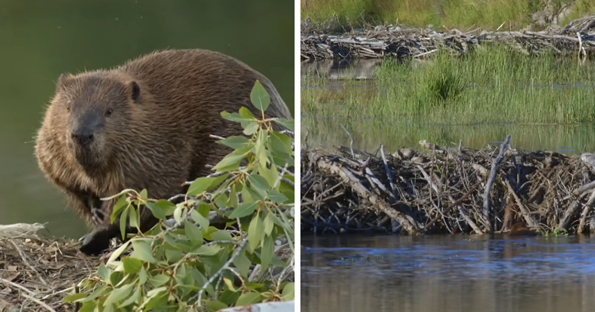 People Stunned As Beavers Complete $1.2M Project That Government Couldn ...