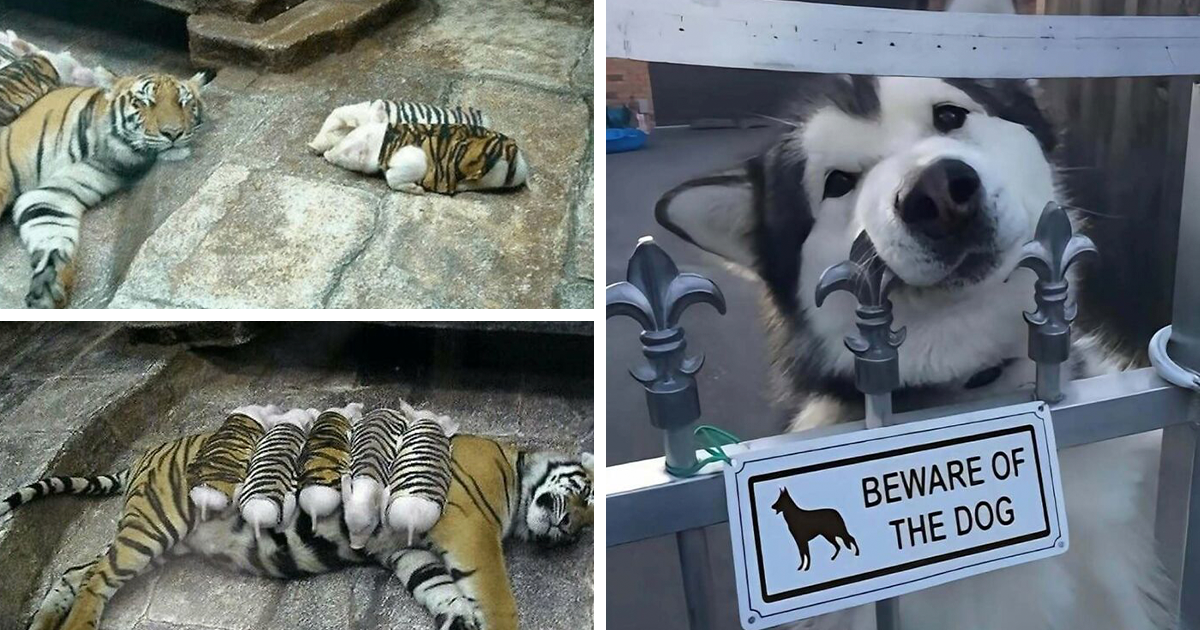 Awkward, Unhinged And Hilarious Animal Pics For Those Who Need A Break ...