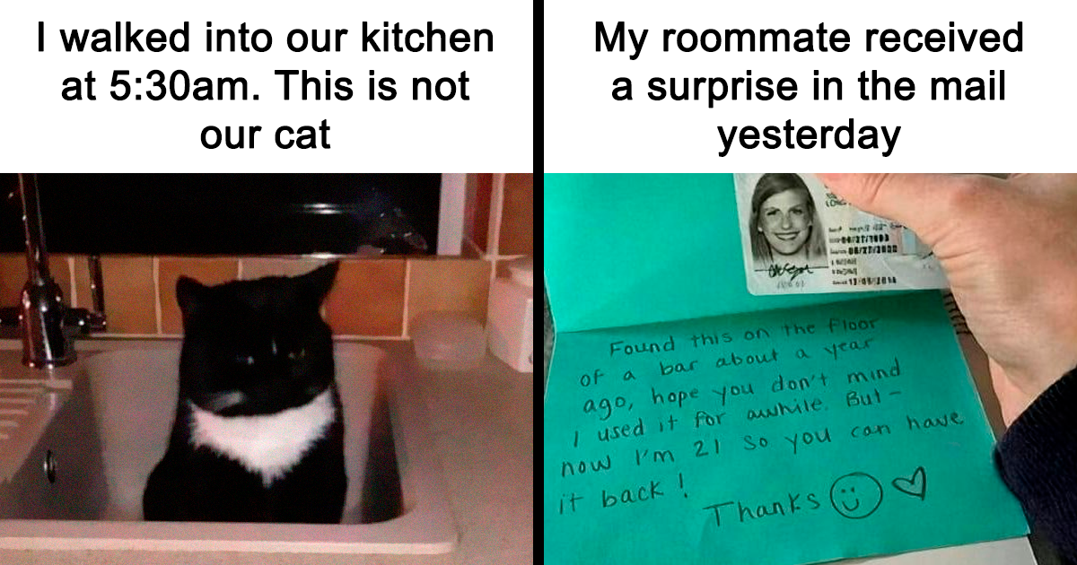 Cat Confession Memes