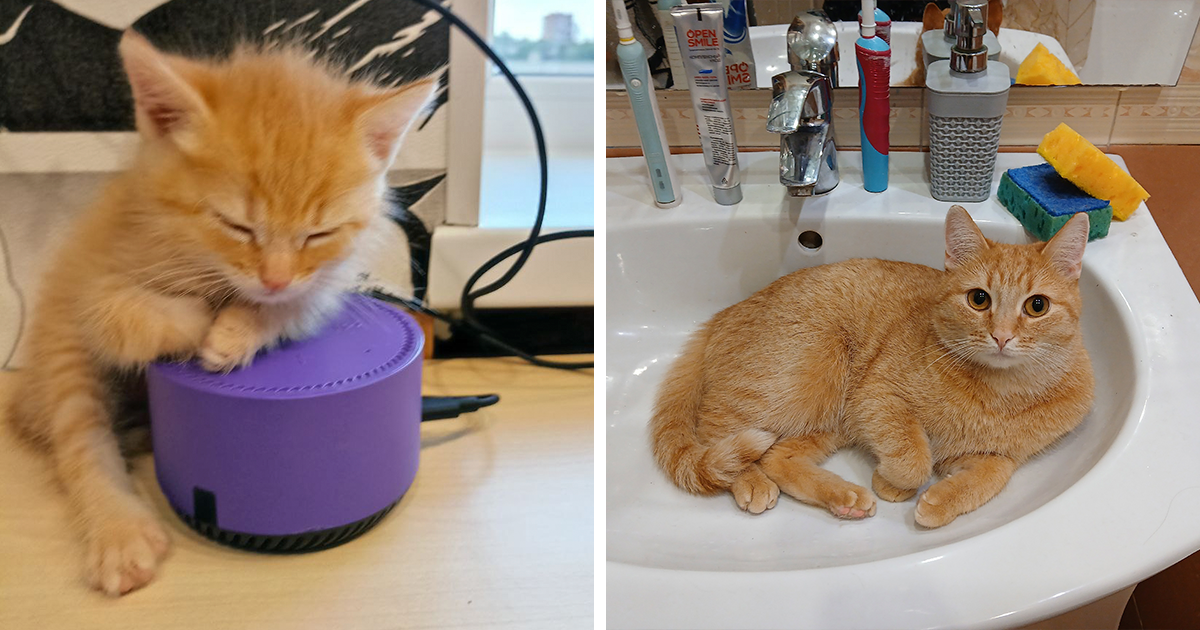 30 Wholesome Pics Of Kittens Growing Into Cats, As Shared On The “Cat ...