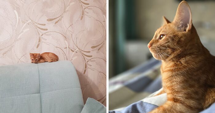 30 Wholesome Pics Of Kittens Growing Into Cats, As Shared On The “Cat ...