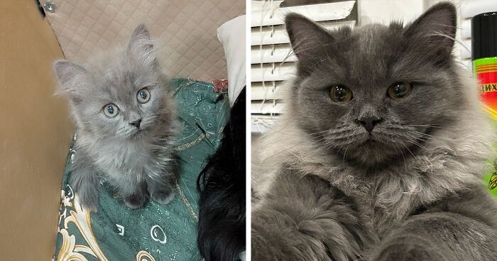 30 Wholesome Pics Of Kittens Growing Into Cats, As Shared On The “Cat ...