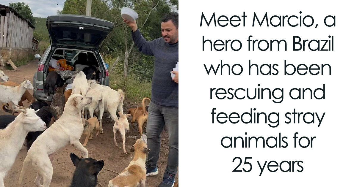 One Man Who Changed Countless Lives Of Stray Animals Over 25 Years ...