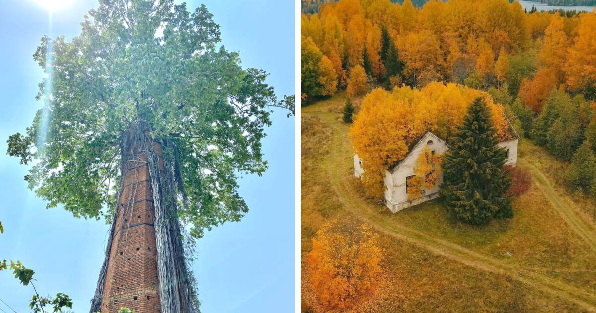 50 Stunning Examples Of Nature Reclaiming What Humans Left Behind (New ...