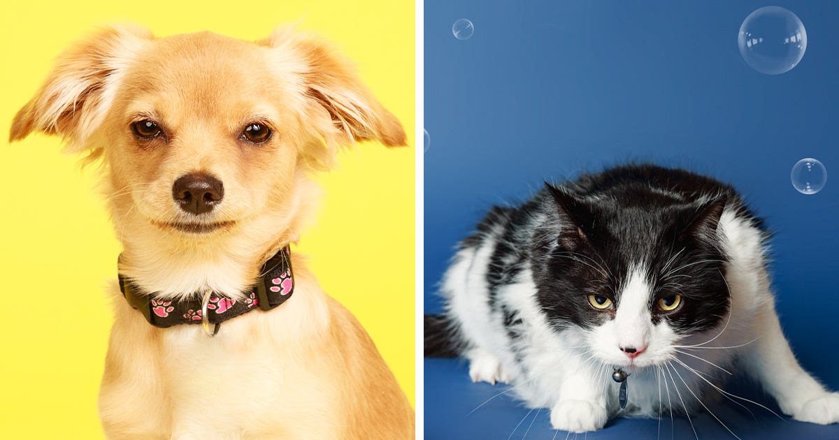 10 Funny Pet Expressions That Might Make You Smile | Bored Panda