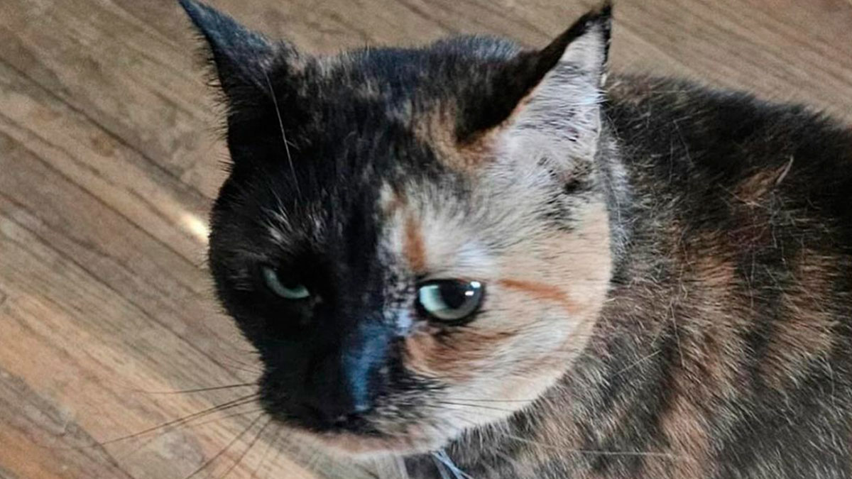 75 Hilariously Relatable Memes For Anyone With ‘Cattitude’ (New Pics ...
