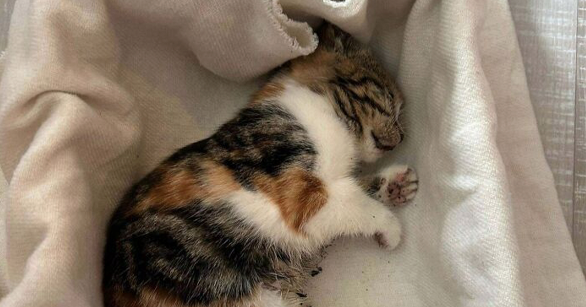 47 Goofy, Adorable And Simply Lovable Calico Cats In Their Element ...