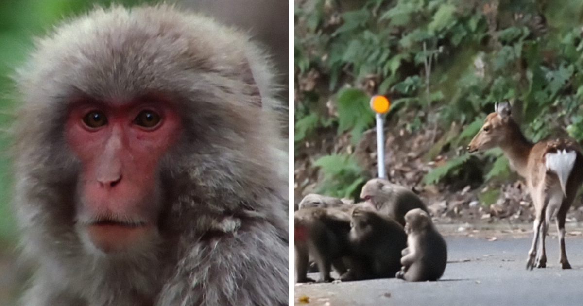 Scientists Baffled After Japanese Macaques Are Observed Teaching Each ...