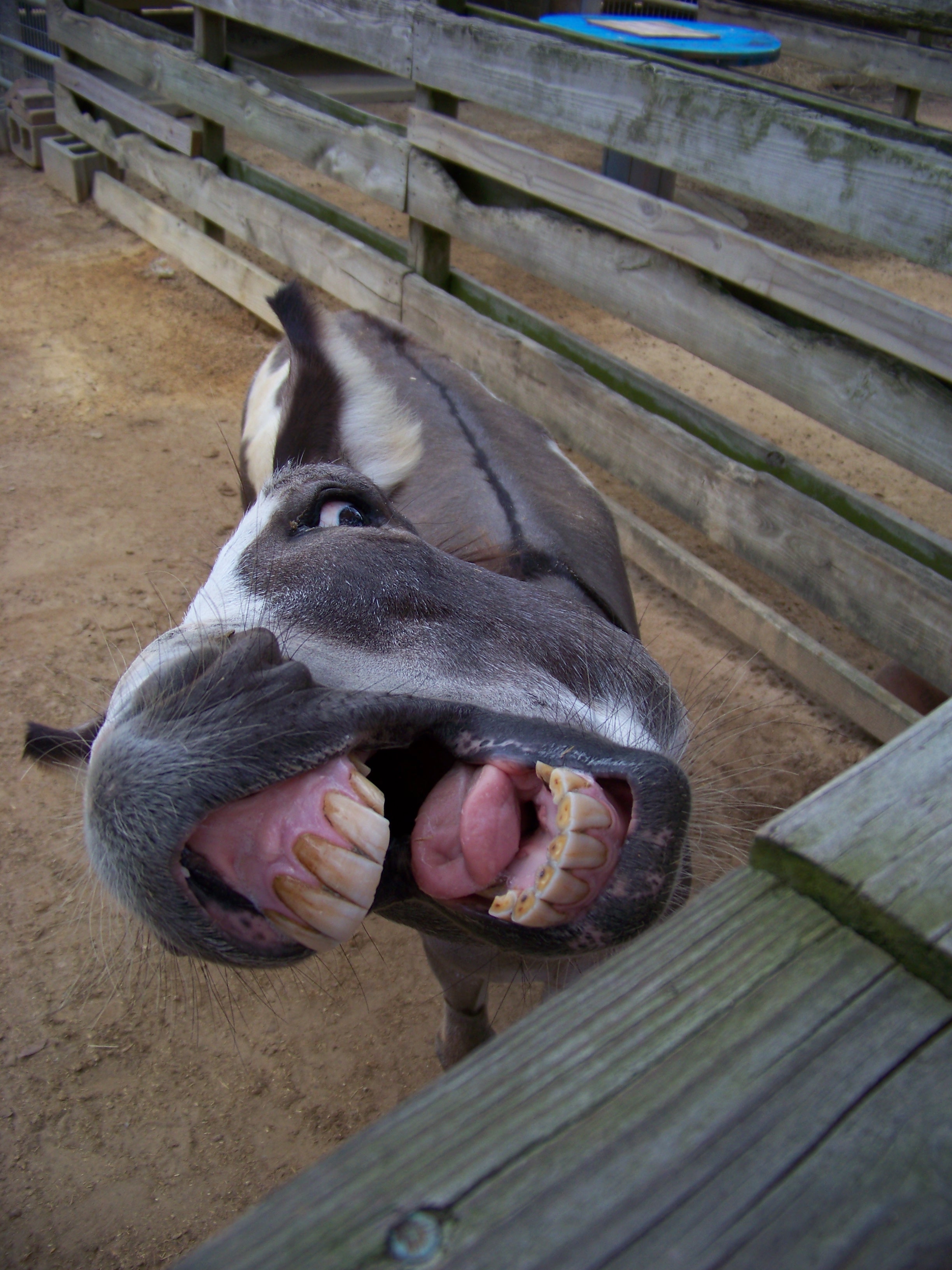 30 Perfectly Misleading Photos That Seem Like A Glitch In Real Life ...