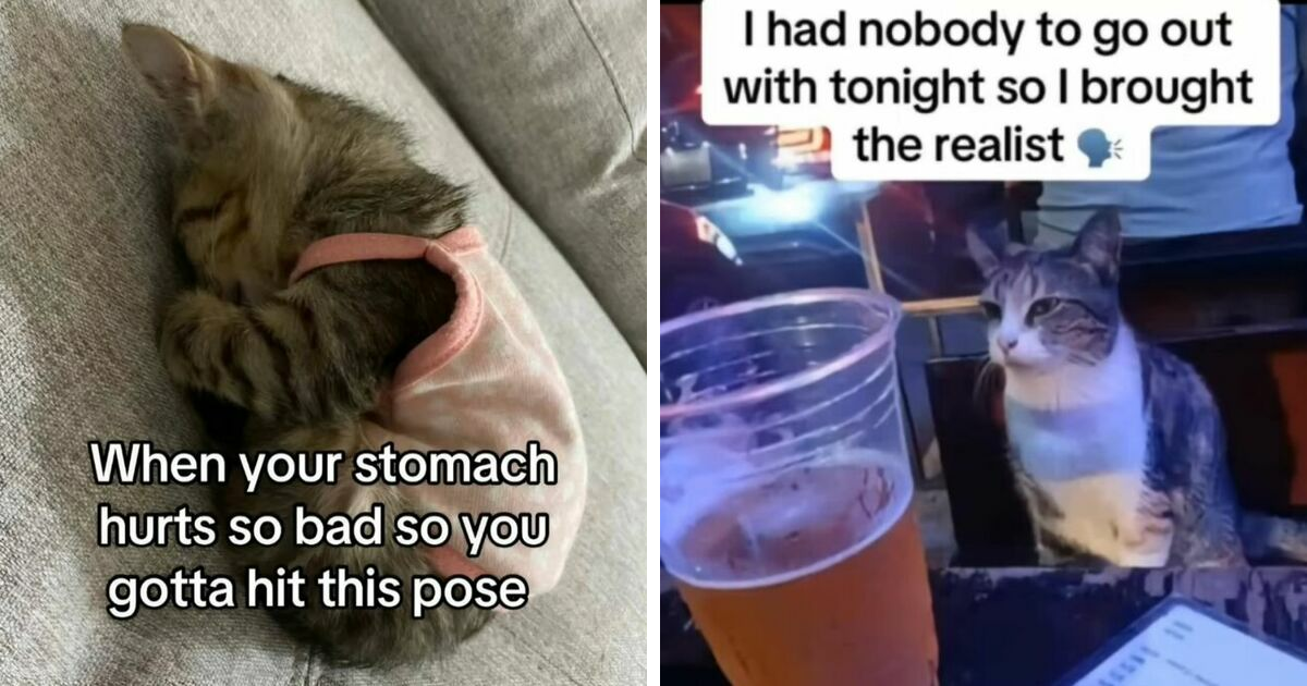 35 Weird And Wonderful Cat Memes That Will Probably Crack You Up ...