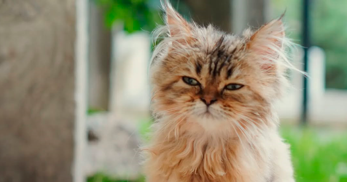 50 Feline Friends Who Decided Cemeteries Were The Best Spot To Chill ...